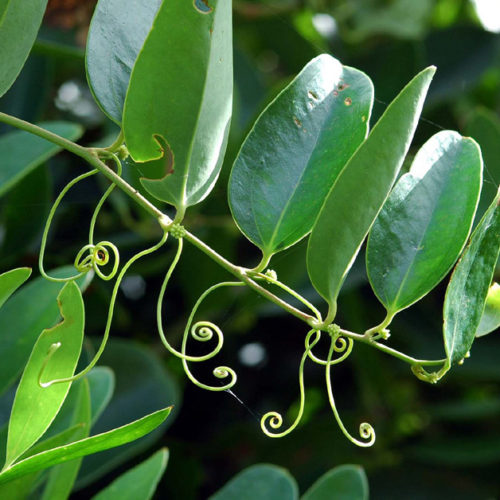 Puteri Malu (Semalu) • PSHerbs