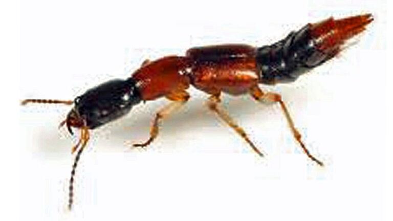 Kini gigitan semut charlie cepat sembuh. Ini panduan rawat
