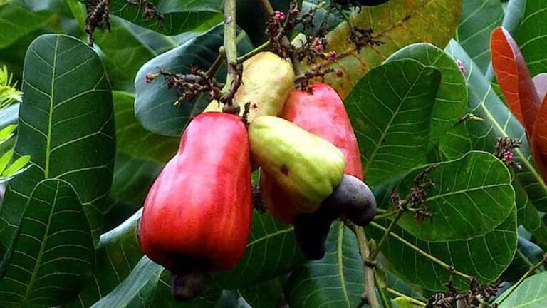 Pokok Gajus • Ps Herbs