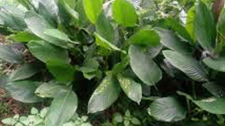Pokok lerek mengawet makanan dan ada khasiat ubatan • PS Herbs