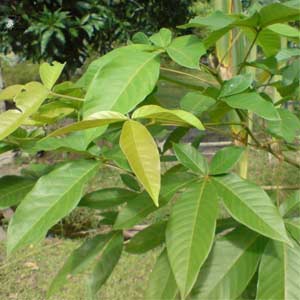 Pokok Halban • PS Herbs