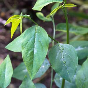 Pokok Asin-Asin • PS Herbs