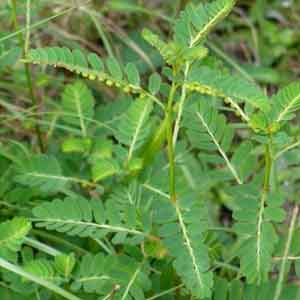 Pokok Dedukung Anak • Ps Herbs