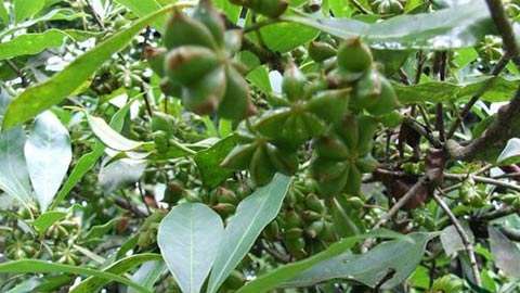 Kulit Lawang • PS Herbs