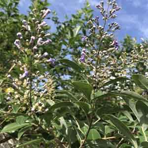 Lemuni Putih • PS Herbs