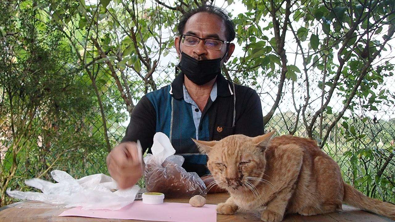 Ubat ulser mulut kucing dan cara merawatnya • PS Herbs